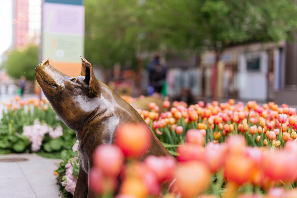 Rundle Mall • Adelaide's Premier Shopping, Dining & Entertainment Precinct